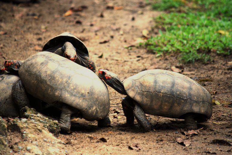 Tartarugas, cágados e jabutis, qual a diferença? - Biota do Futuro