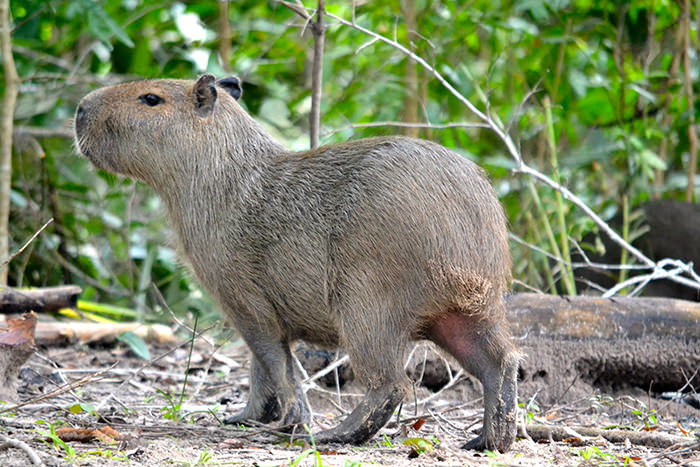 Paca, cutia, capivara e ariranha - Biota do Futuro