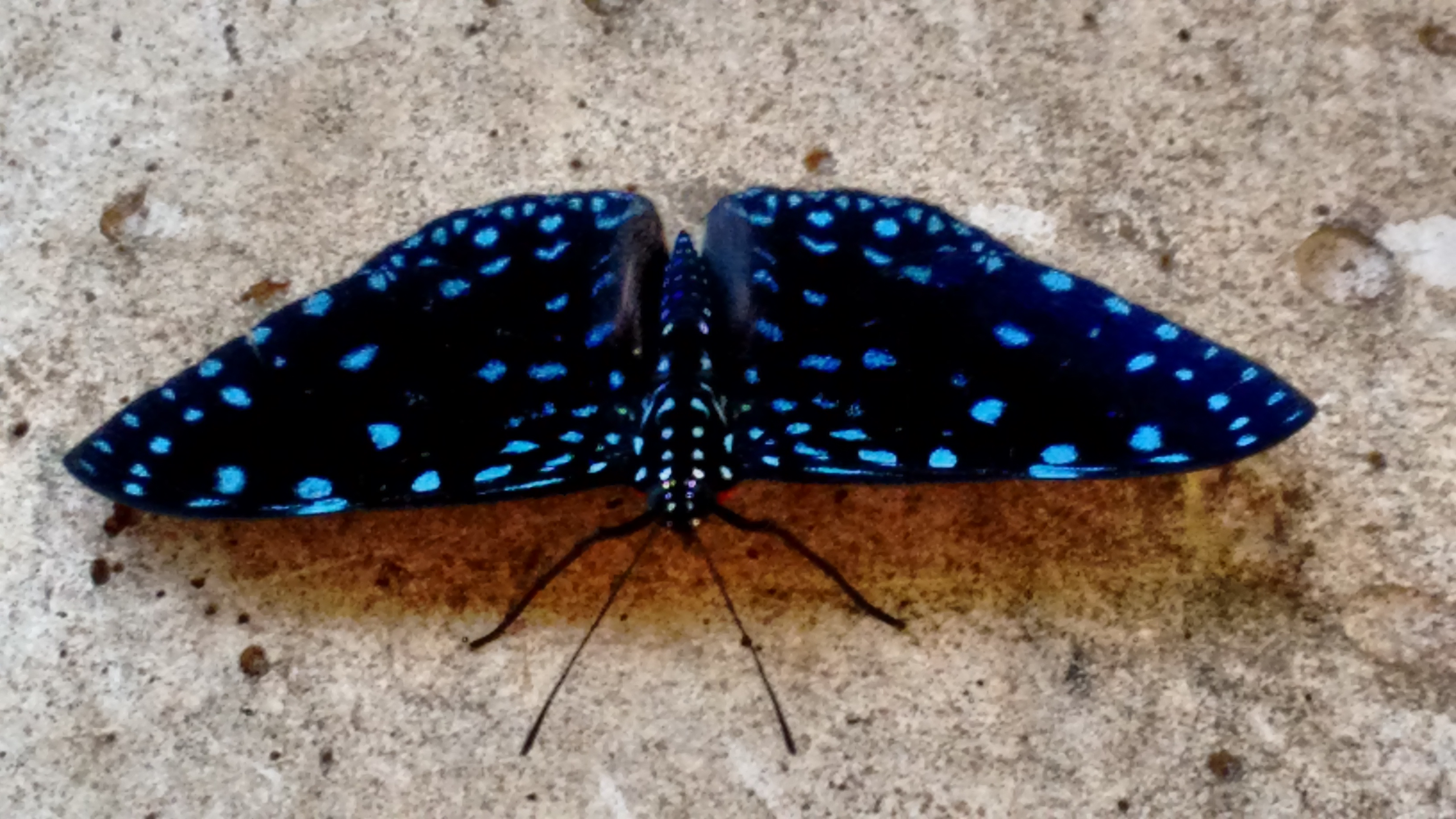 Hamadryas laodamia - Biota do Futuro