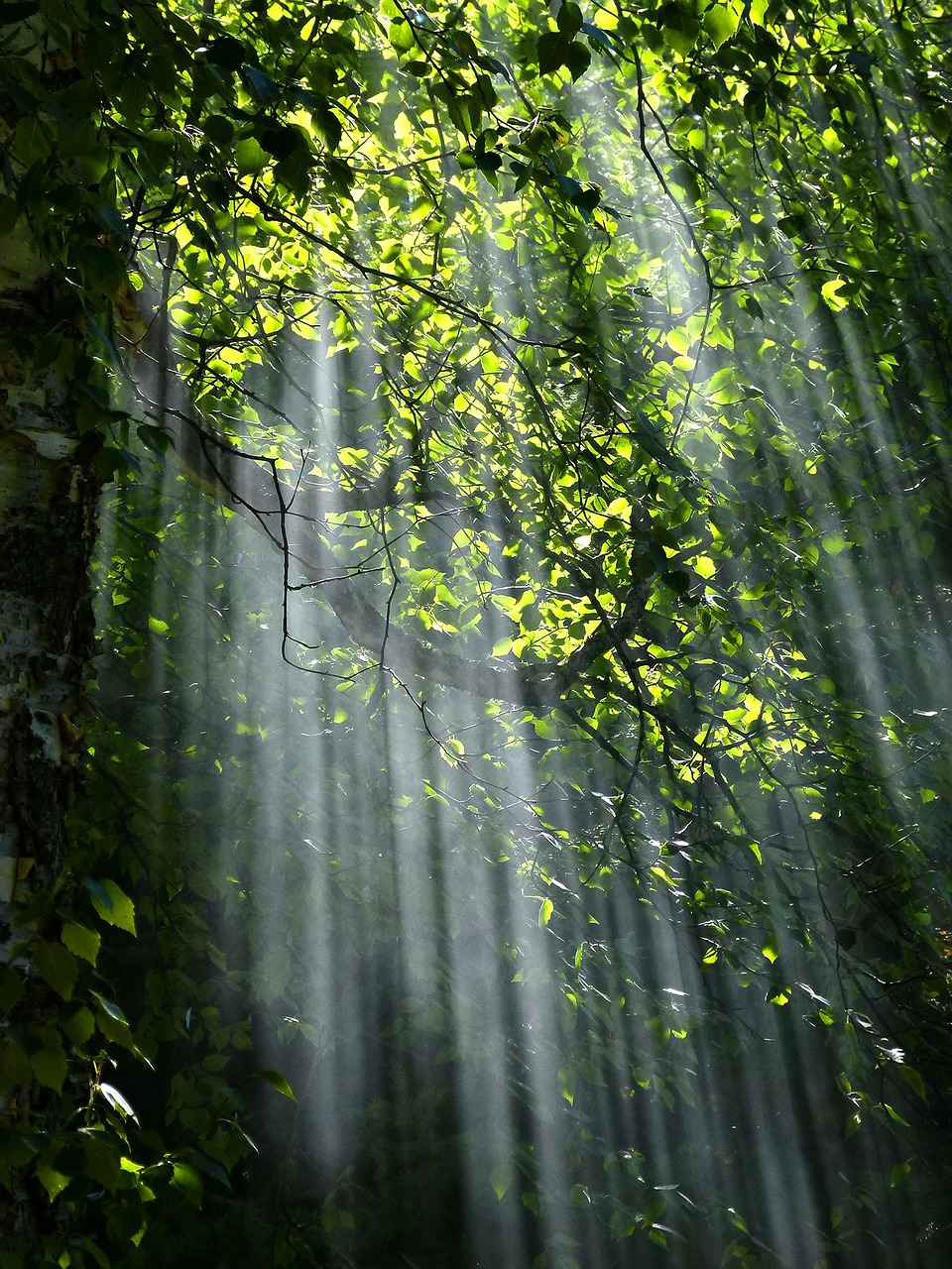 O que são corredores de biodiversidade? - Biota do Futuro