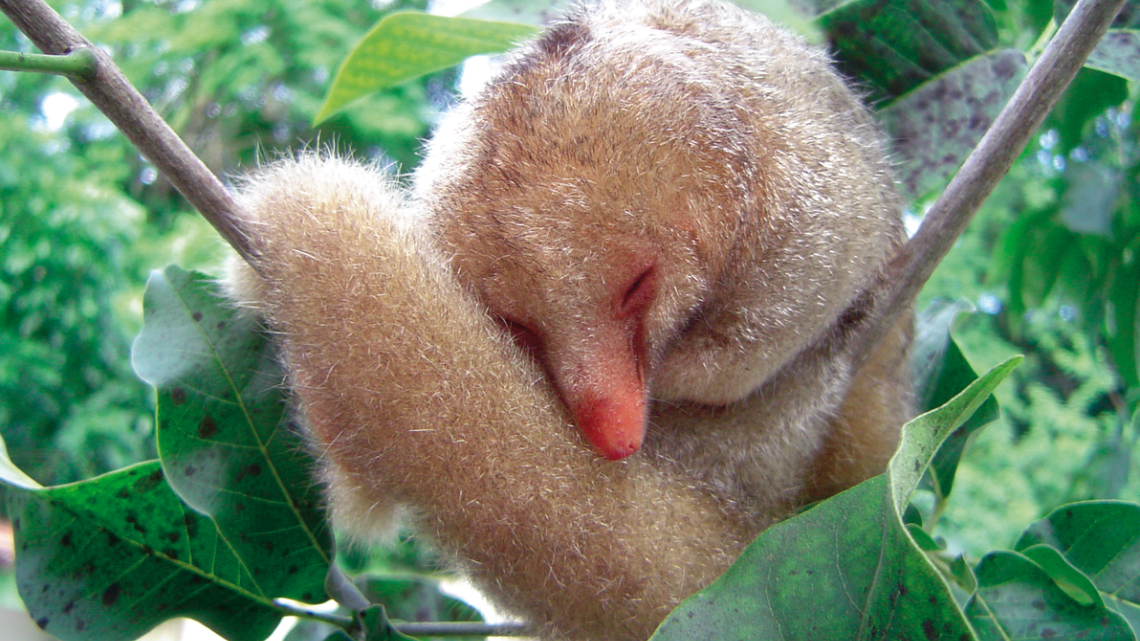 O que é um báculo e porque os machos da espécie humana não o têm ...