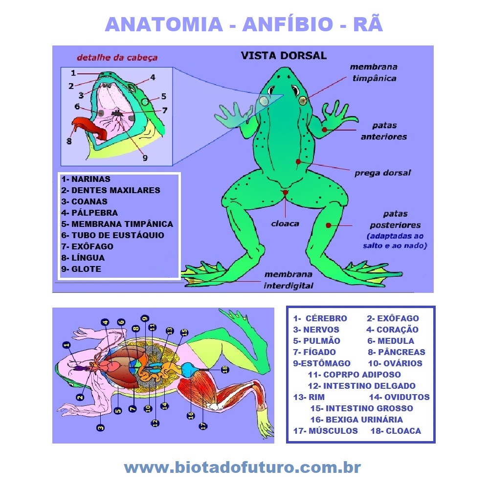 Sapo Anatomia Externa Sacral Corcunda Sapo Cururu (Rhinella Marina)