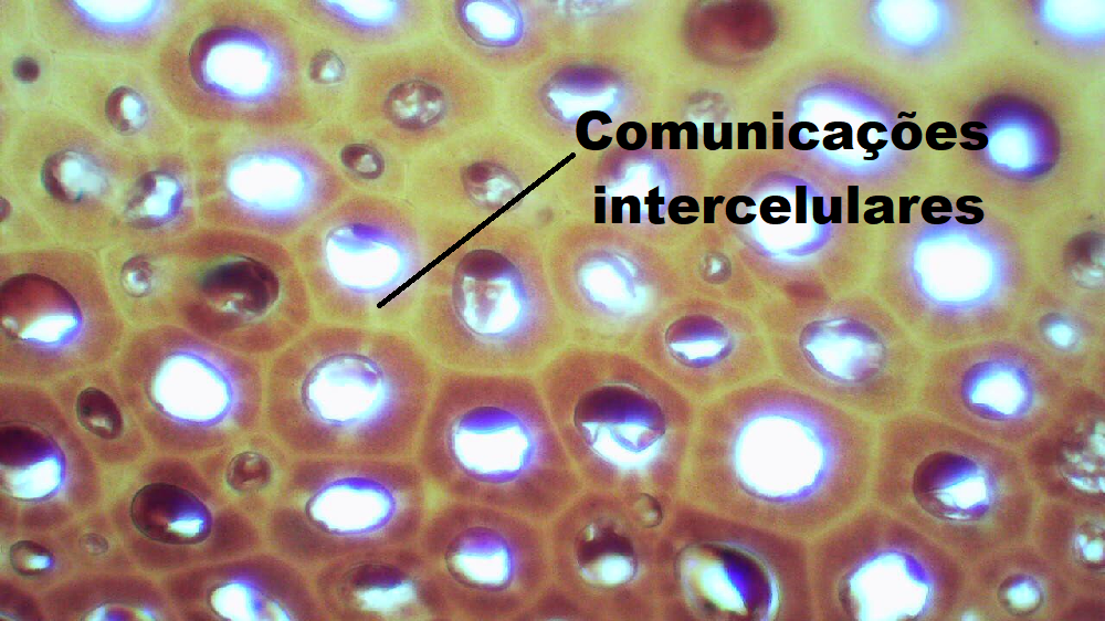 Comunicações intercelulares - Biota do Futuro