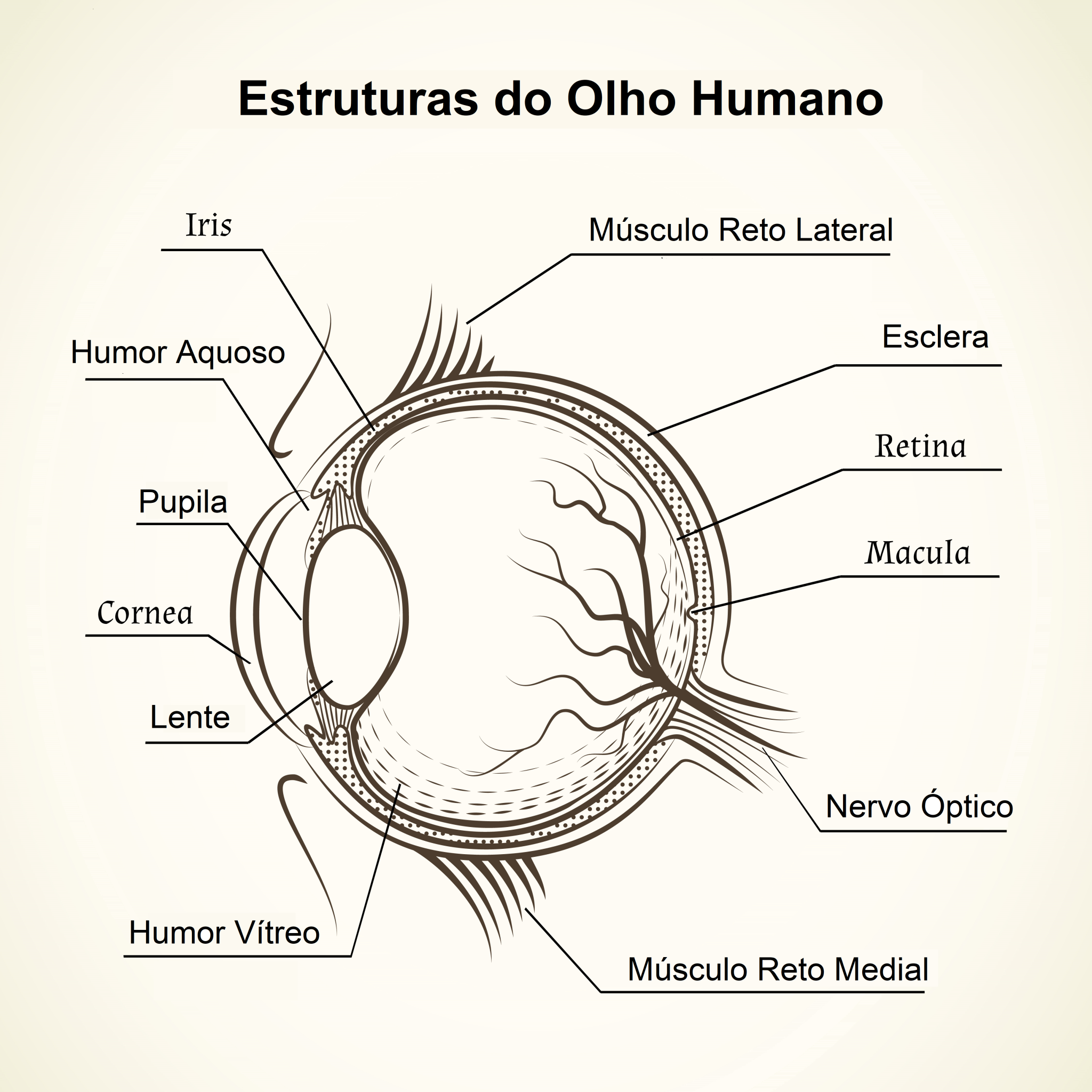Órgãos dos Sentidos: Visão - Biota do Futuro