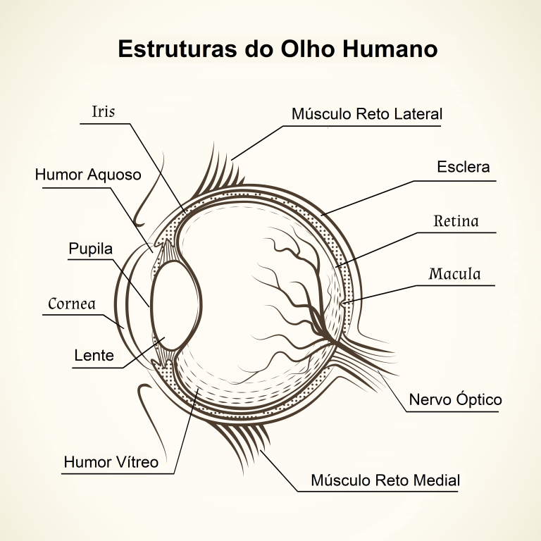 Órgãos dos Sentidos: Visão - Biota do Futuro