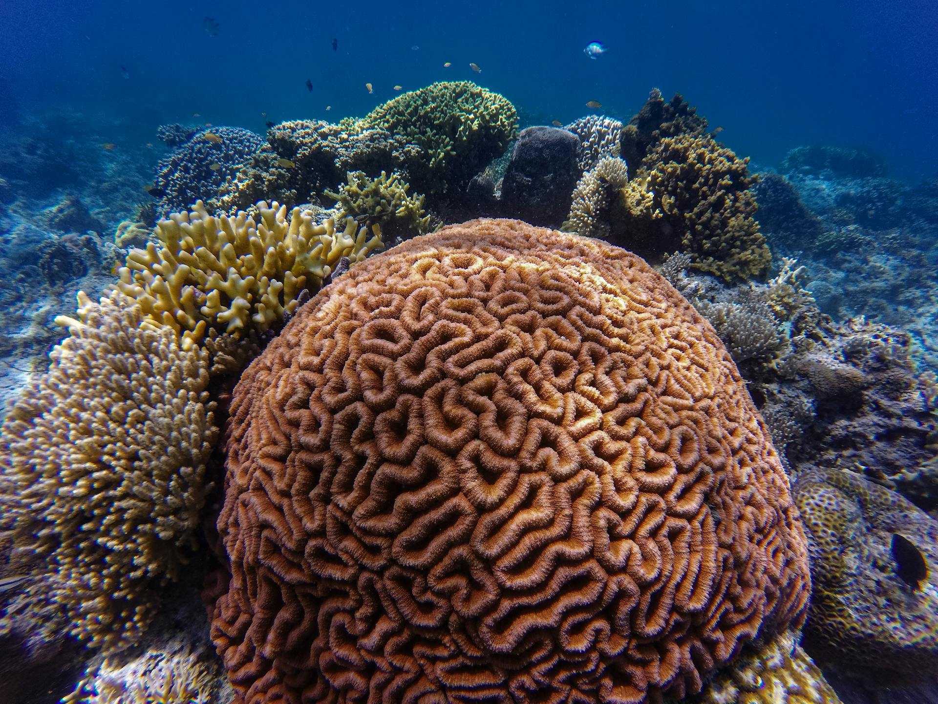 Corais-cérebro podem viver até 900 anos e são vitais para os ...