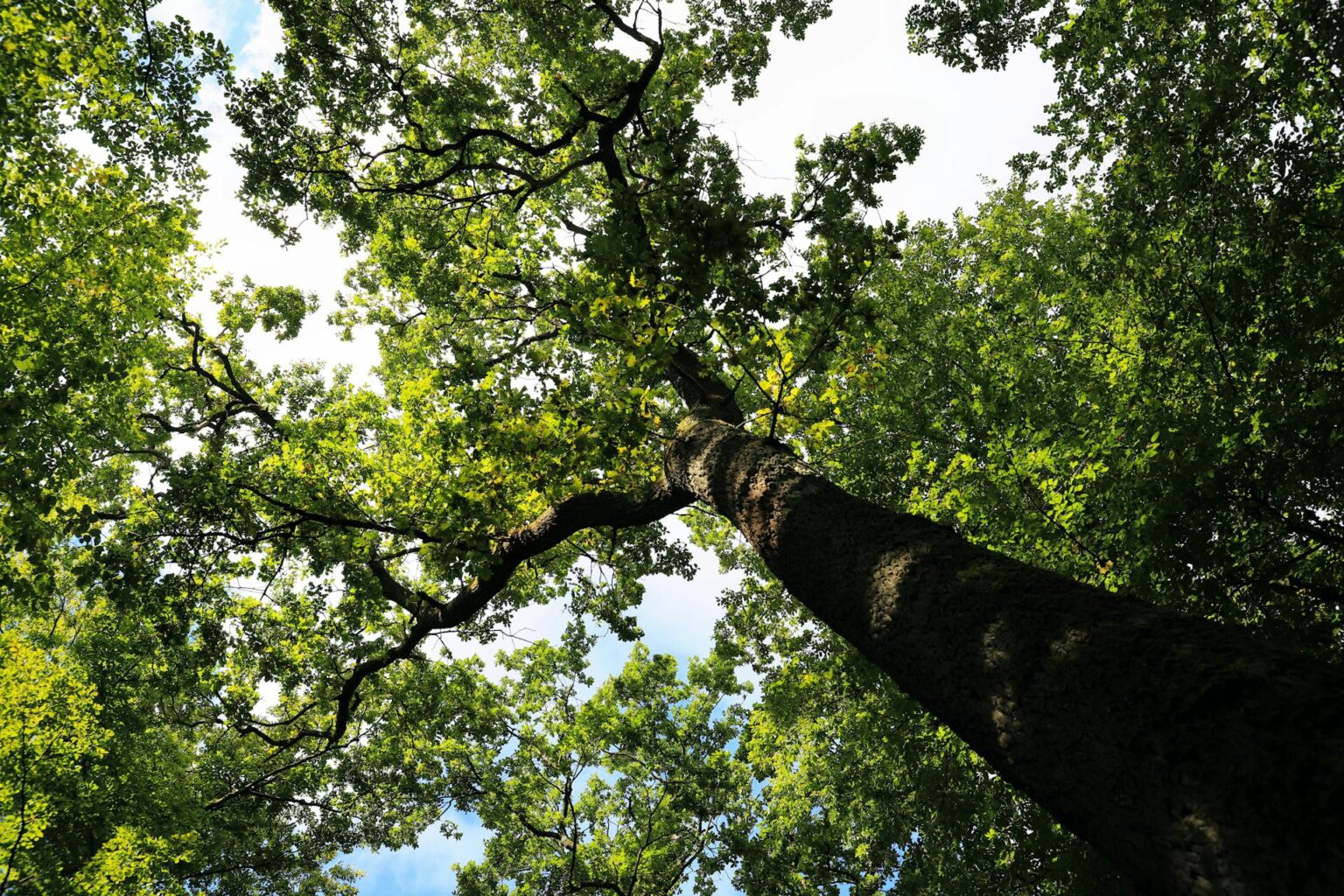 Ecologia de comunidades: O que é um ecótono? O que é efeito de borda ...