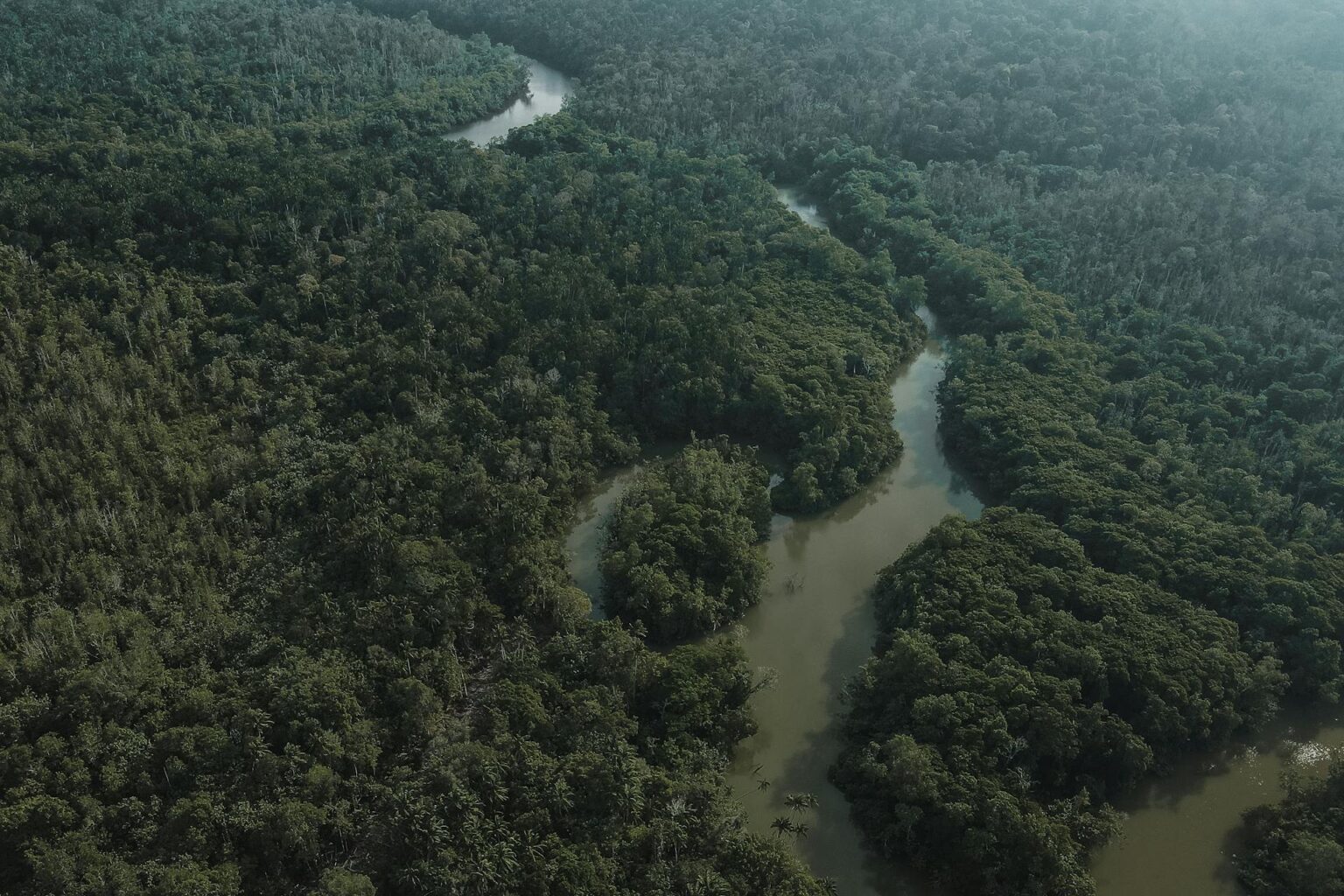 O que são plastídeos? - Biota do Futuro